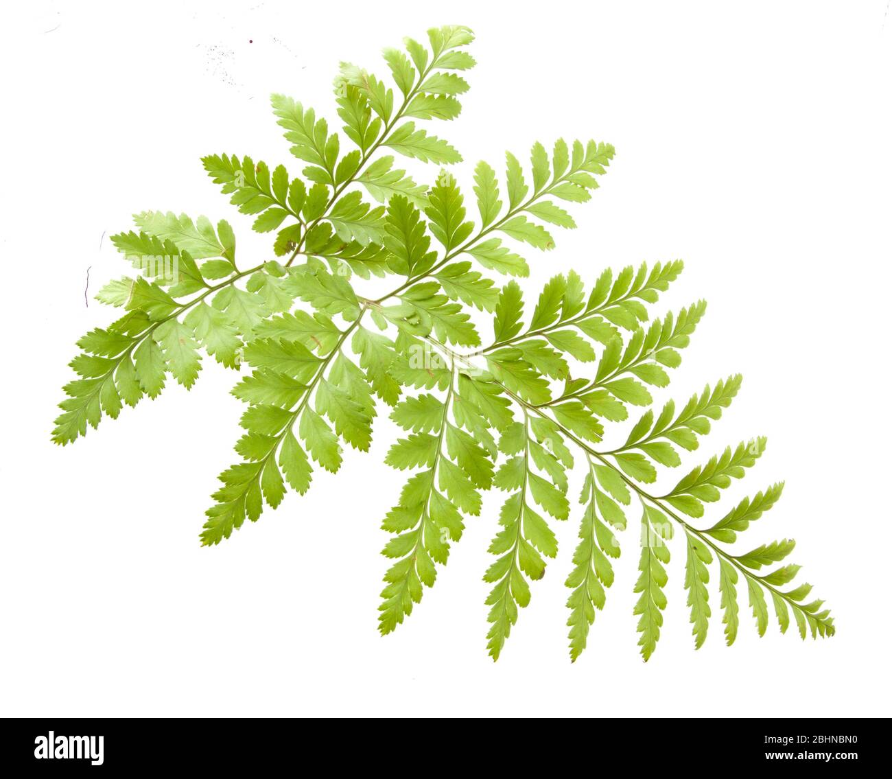 fern isolated on white background Stock Photo - Alamy