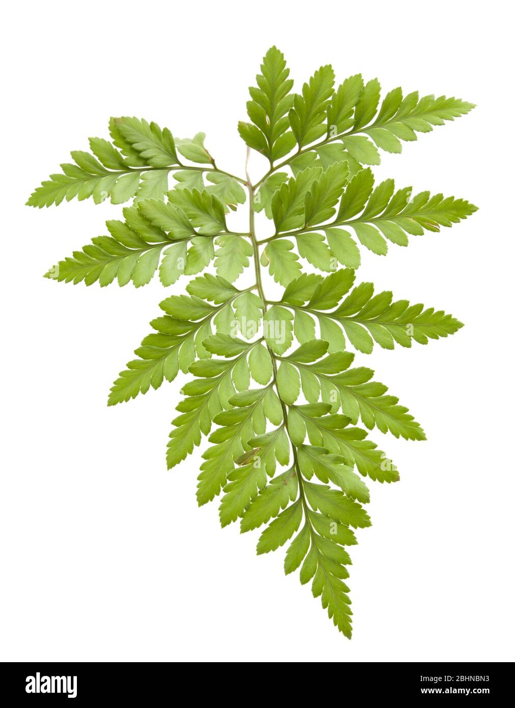 fern isolated on white background Stock Photo - Alamy
