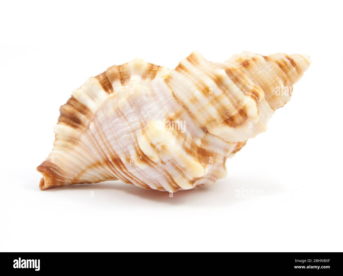 Seashell in close-up isolated on a white background Stock Photo - Alamy