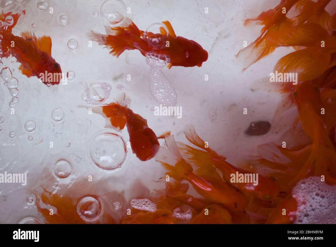 Golden decorative aquarium fish swim in water with air bubbles Stock ...