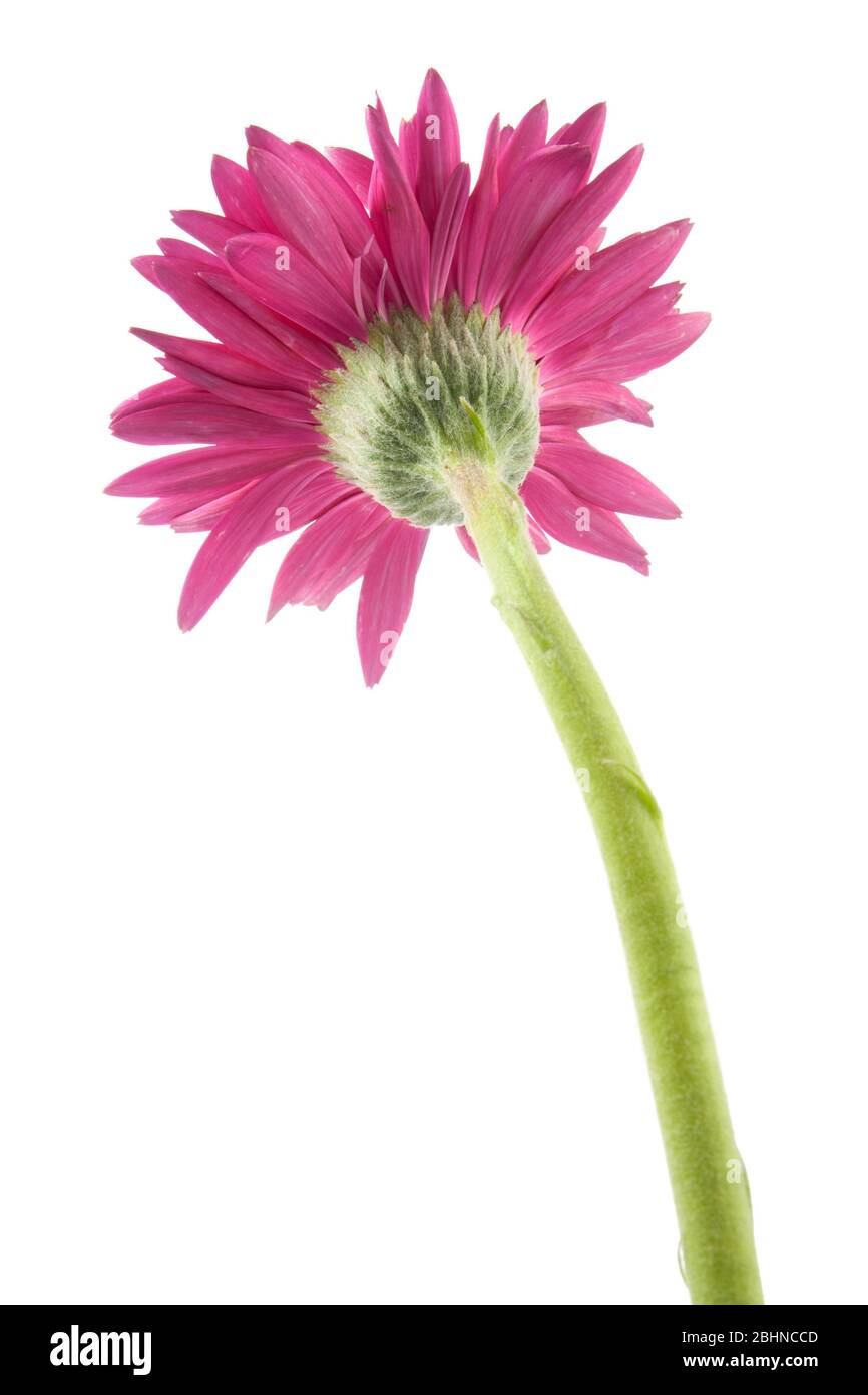 single gerbera flower pink isolated on white background Stock Photo - Alamy