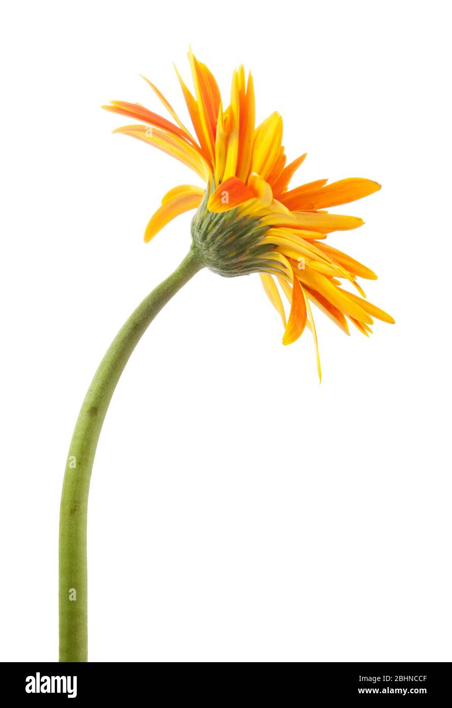 Yellow red gerberas Cut Out Stock Images & Pictures - Alamy