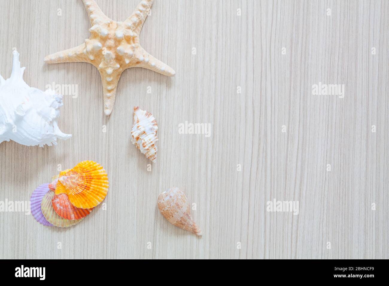 beautiful sea background shells on a light wooden boards empty Stock ...
