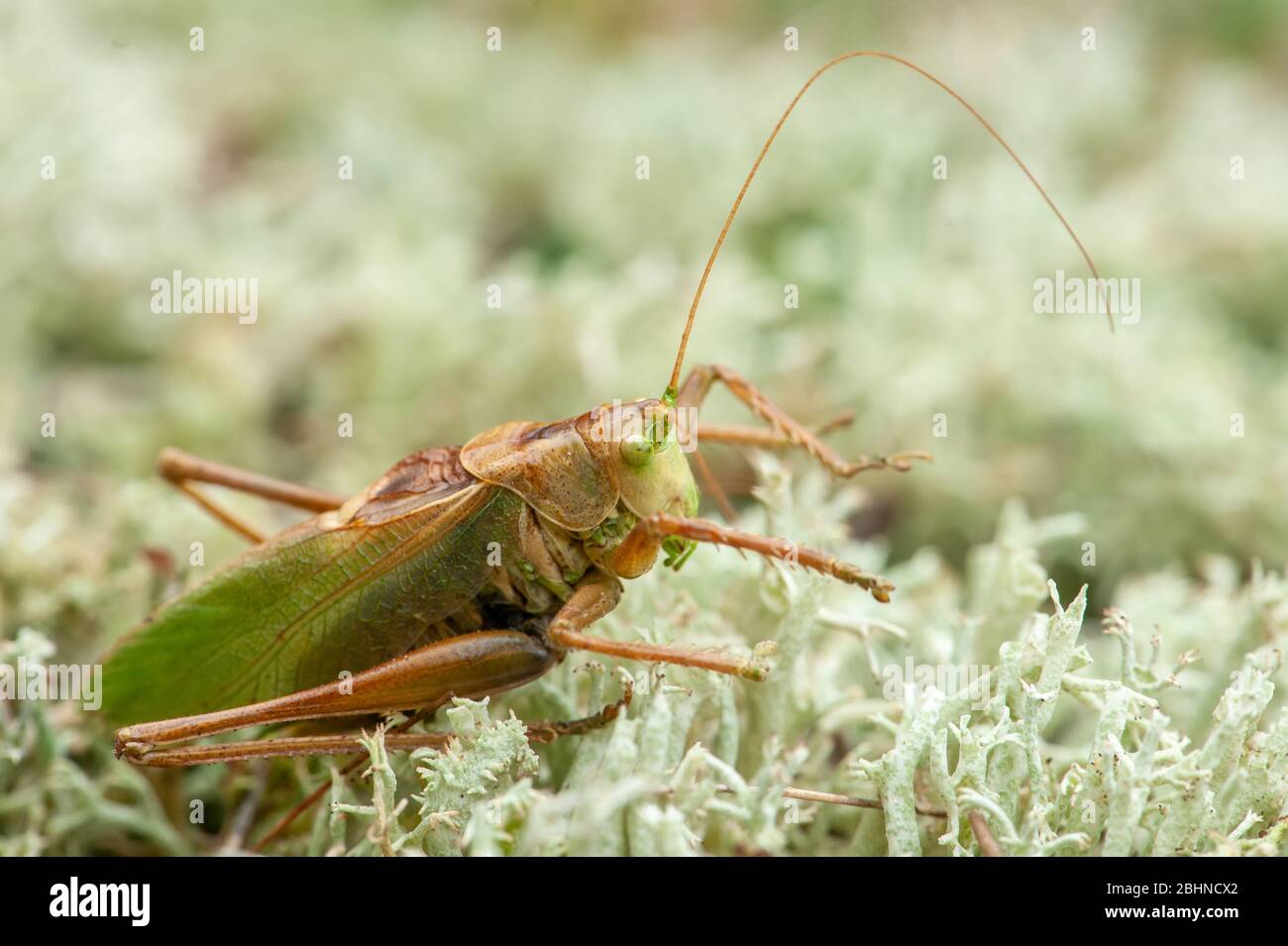 Locust. Grass Hopper. A differential grasshopper hanging out in a ...
