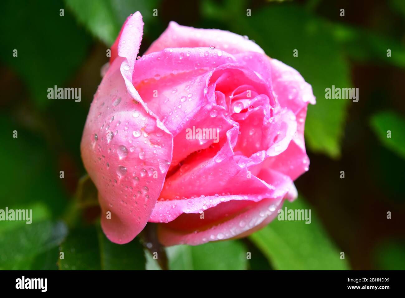 Daily mail rose hi-res stock photography and images - Alamy