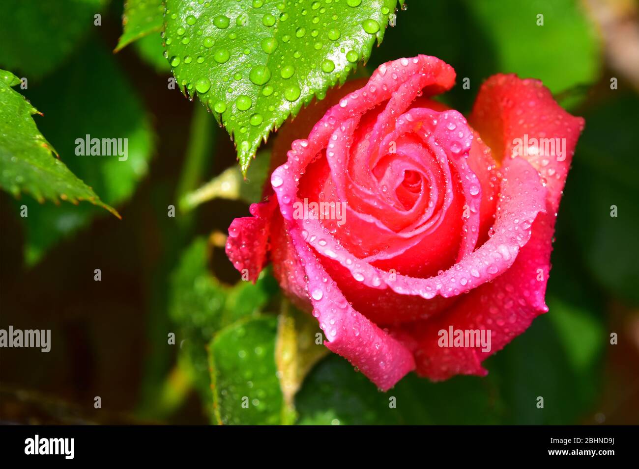 Daily mail rose hi-res stock photography and images - Alamy