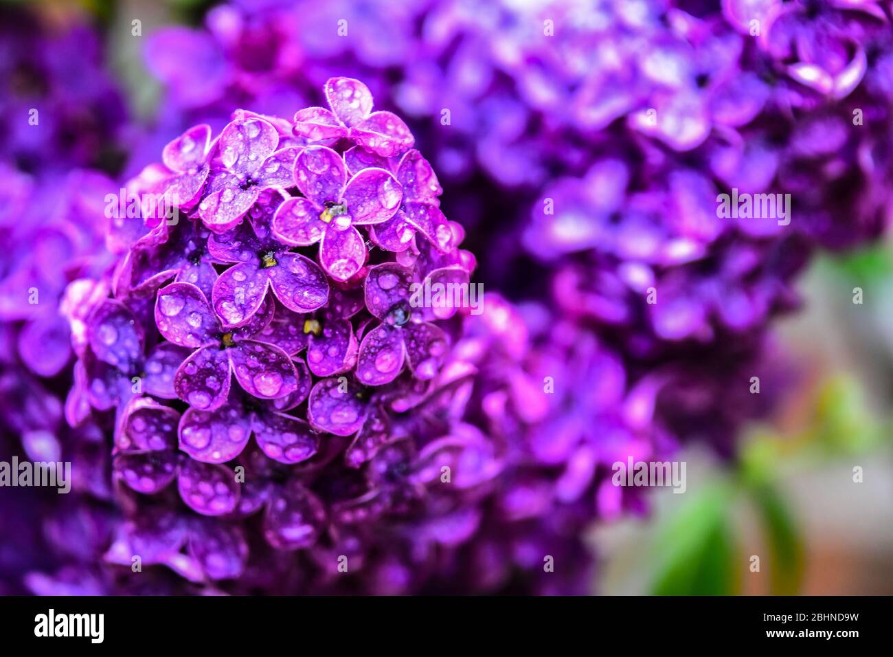 Deep lilac hi-res stock photography and images - Alamy