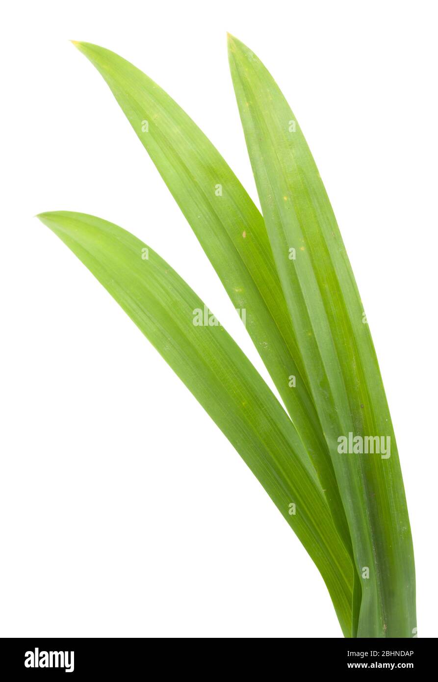 closeup green fresh pandan leaves thai herbal isolated Stock Photo - Alamy