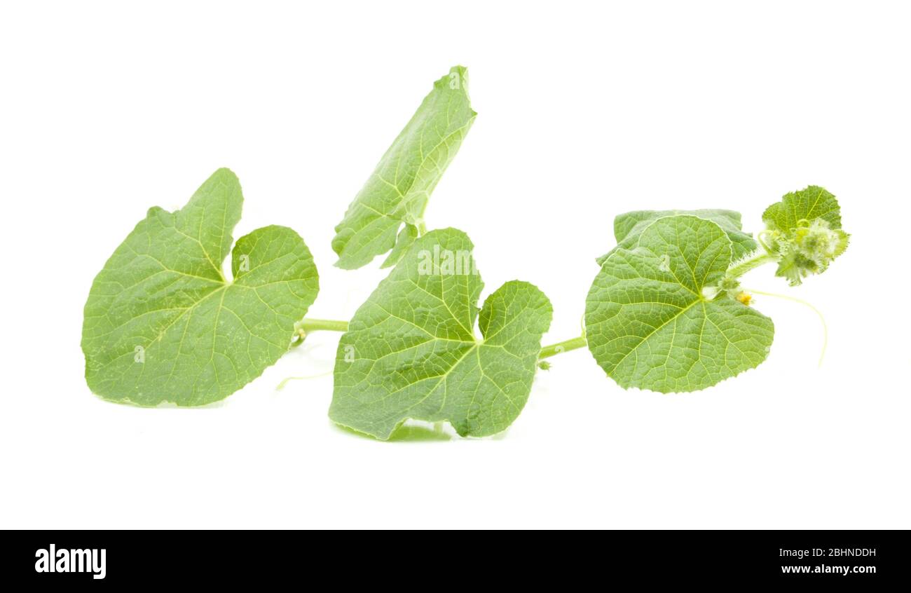 Melon tree on white background Stock Photo - Alamy