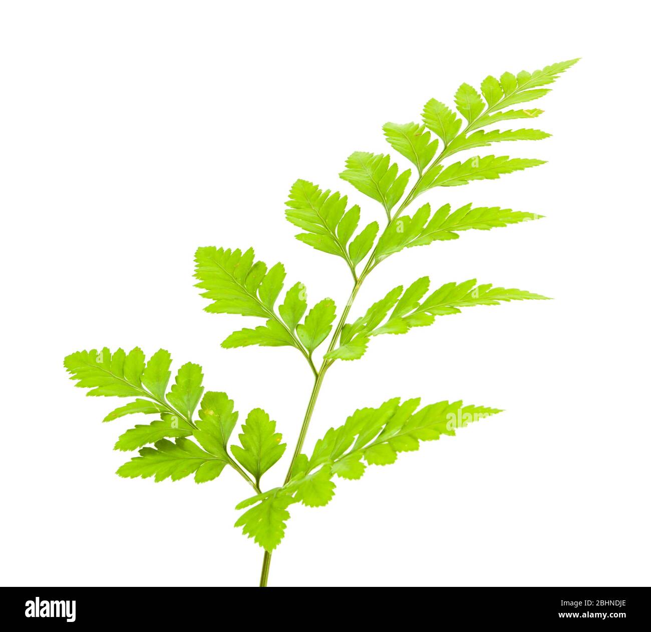 fern isolated on white background Stock Photo - Alamy
