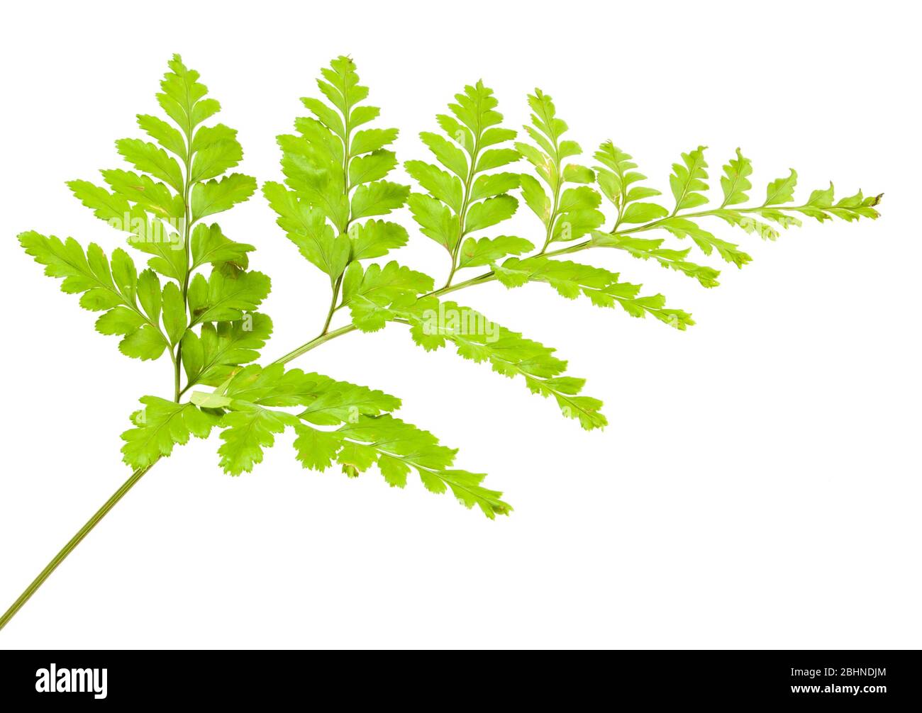 fern isolated on white background Stock Photo - Alamy