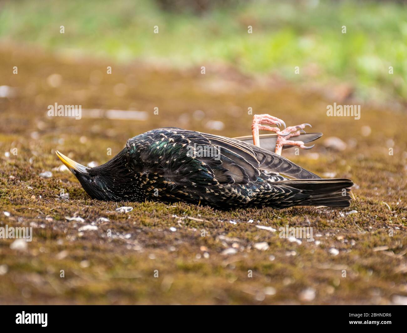 picture of a dead starling who has suffered an accident, variegated ...