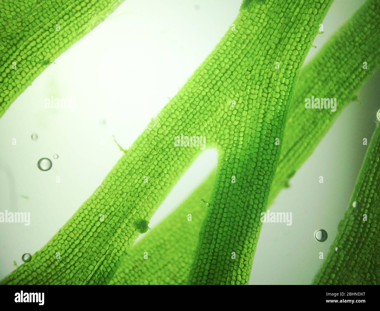zoom microorganism algae Stock Photo - Alamy
