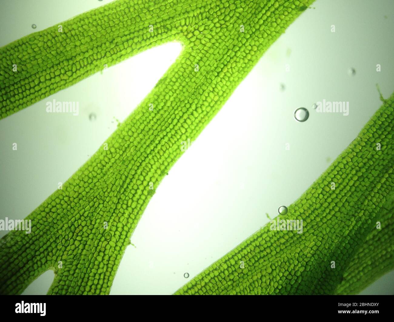 zoom microorganism algae Stock Photo - Alamy