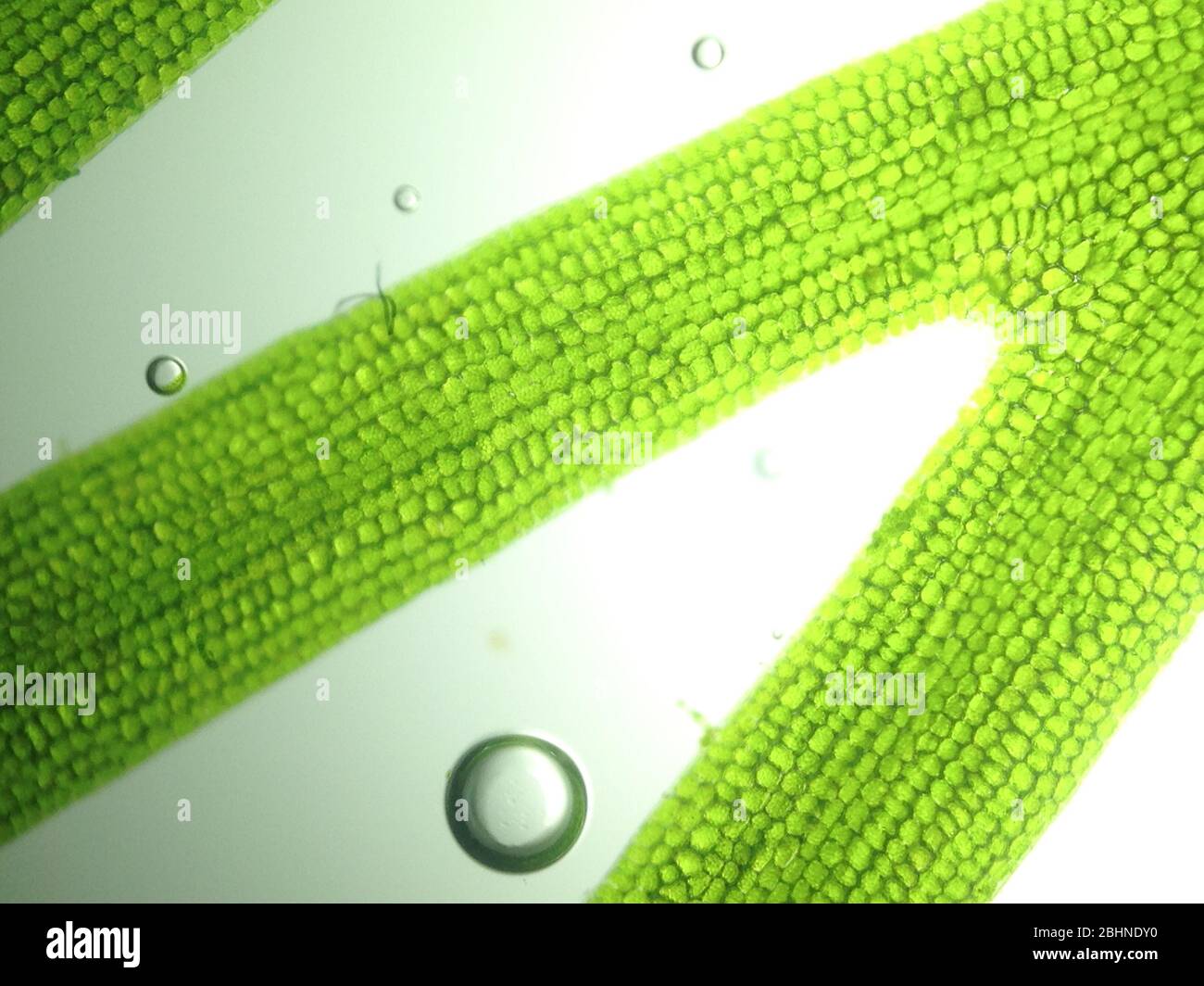 zoom microorganism algae Stock Photo - Alamy