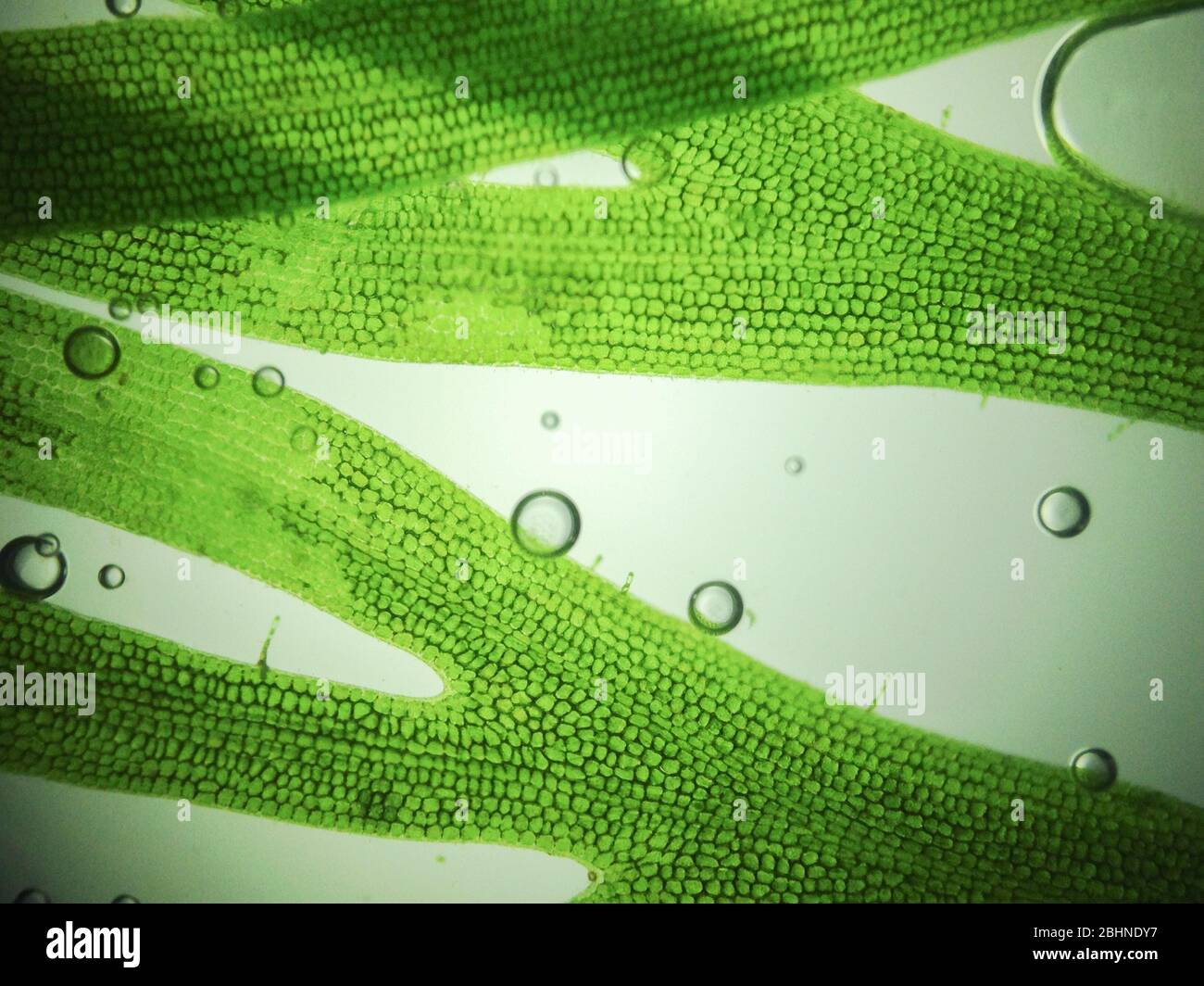 zoom microorganism algae Stock Photo - Alamy