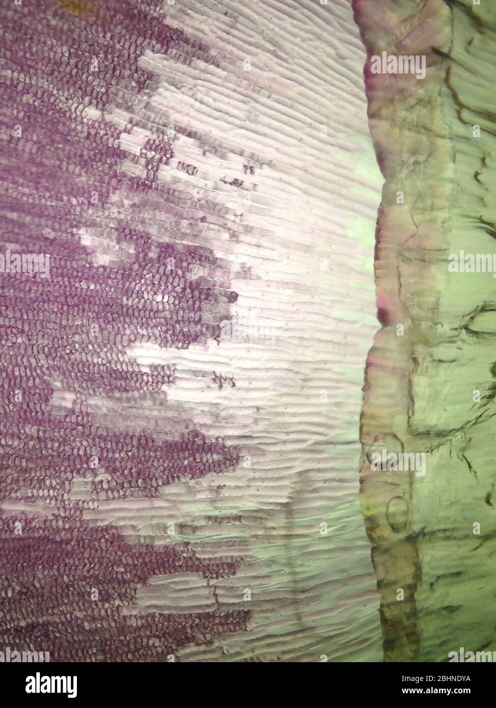 Flower petal microscope hi-res stock photography and images - Alamy