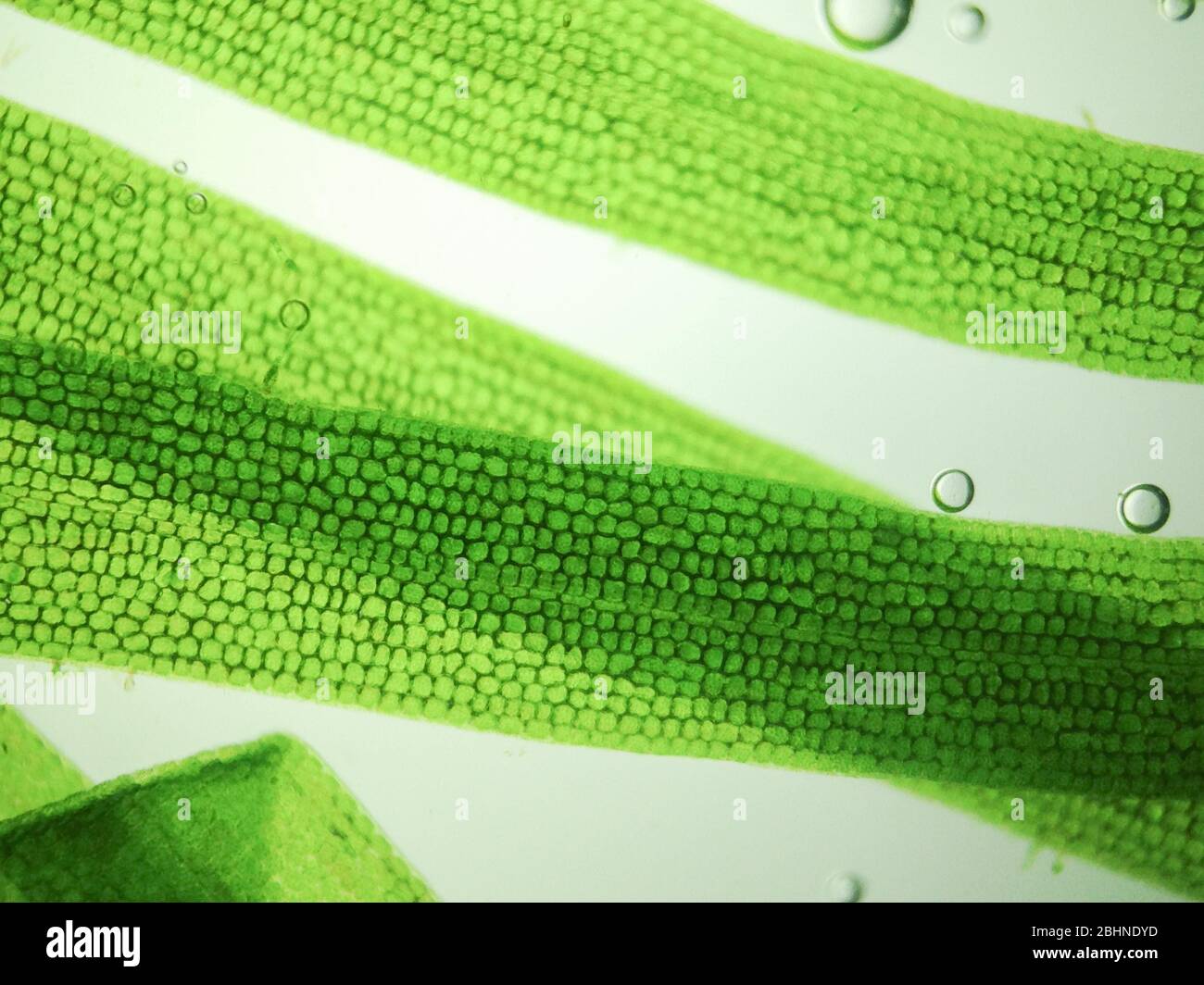 zoom microorganism algae Stock Photo - Alamy