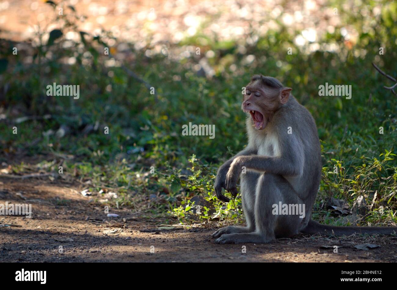 Cute Monkey shows terror face with Yawning Stock Photo - Alamy