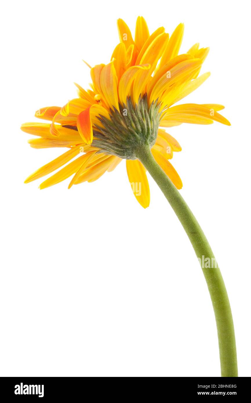 back single gerbera flower yellow isolated on white background Stock ...