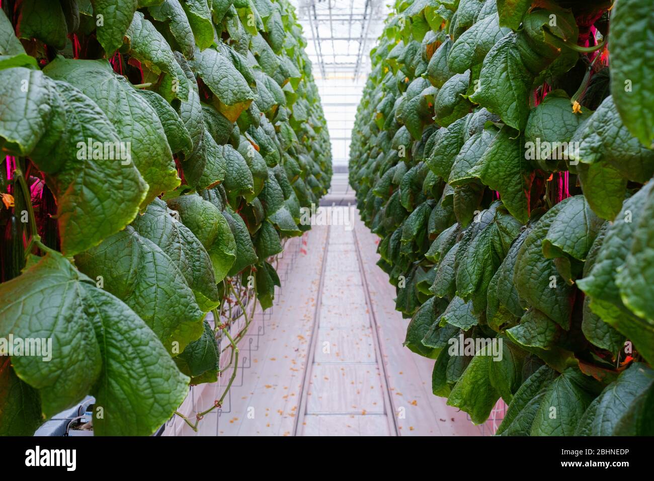 Cucumber farm inside modern greenhouse Stock Photo - Alamy
