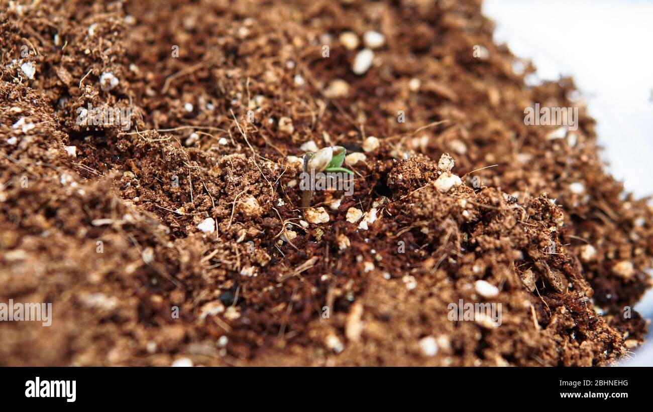 growing marijuana sprouts from grains Stock Photo - Alamy