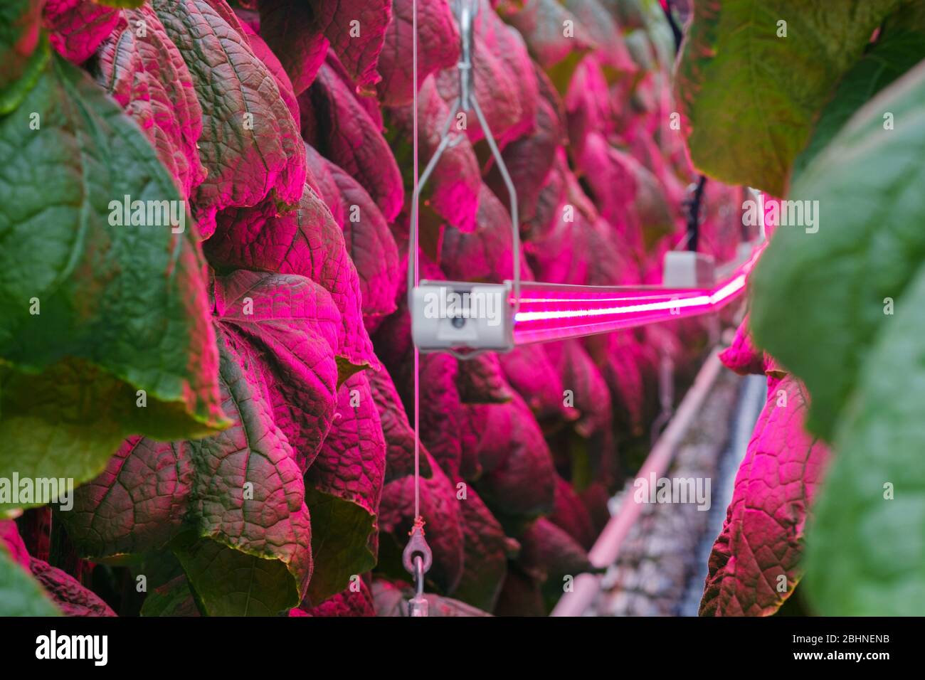 Cucumber farm inside modern greenhouse Stock Photo - Alamy