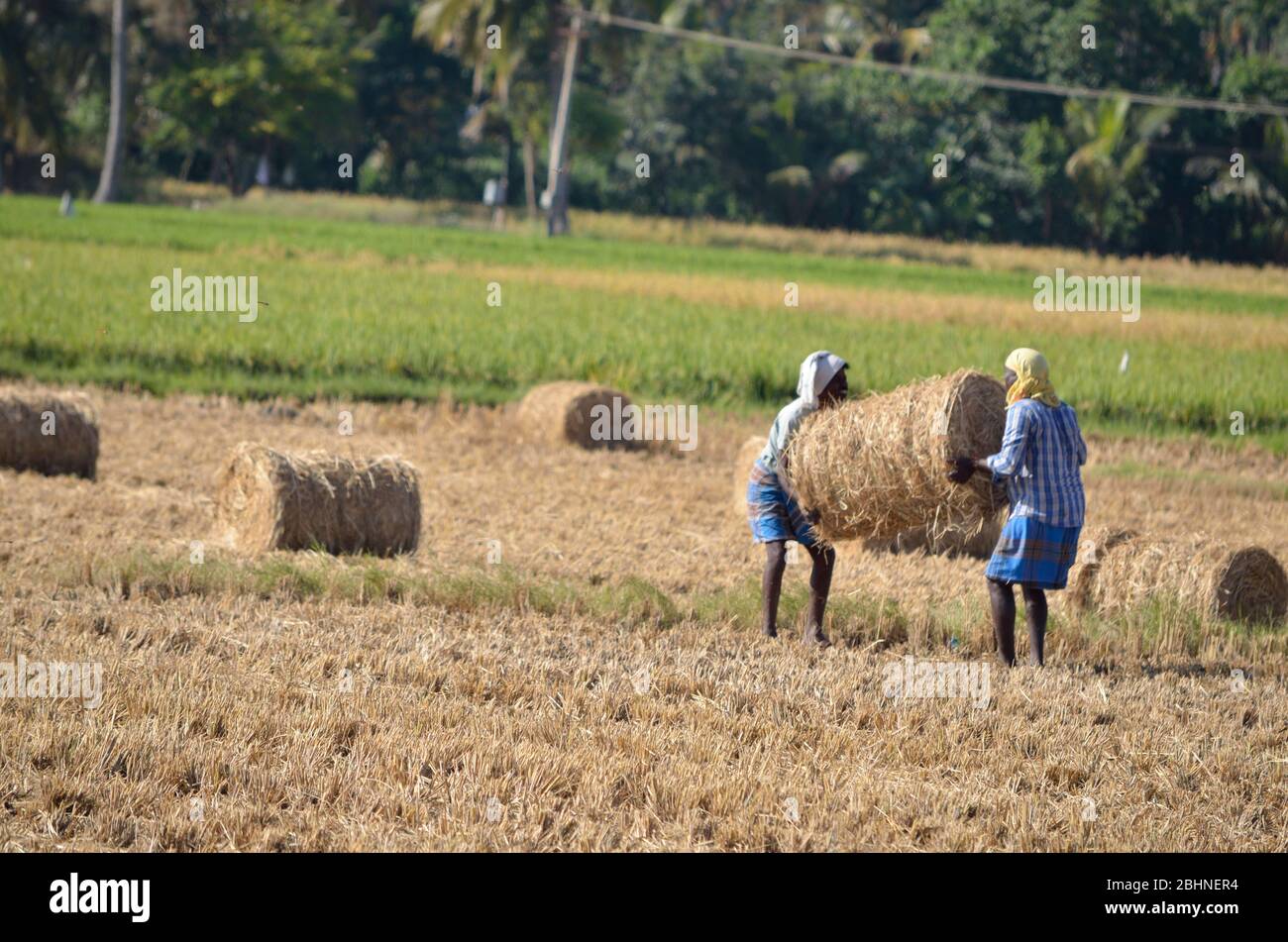 Two Workers works on a farm land country side indian village Stock ...