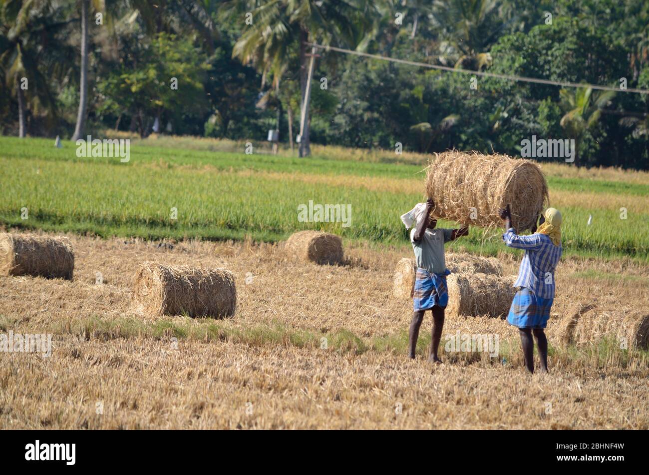 Two Workers works on a farm land country side indian village Stock ...