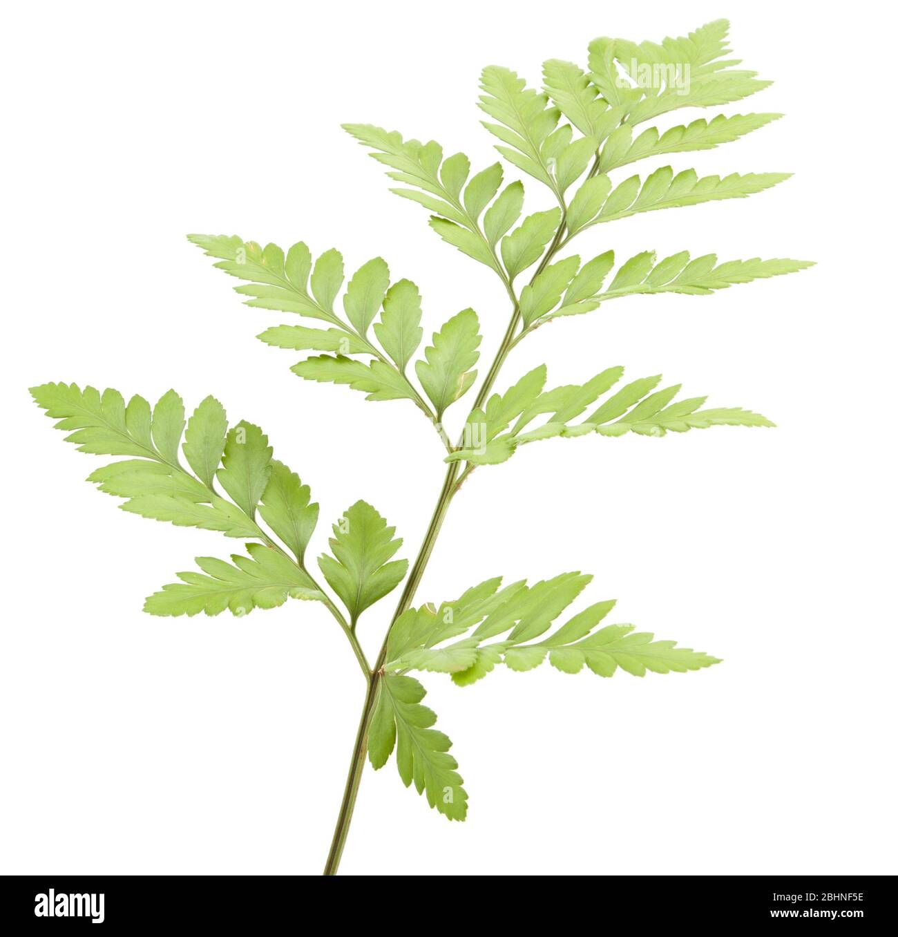 fern isolated on white background Stock Photo - Alamy