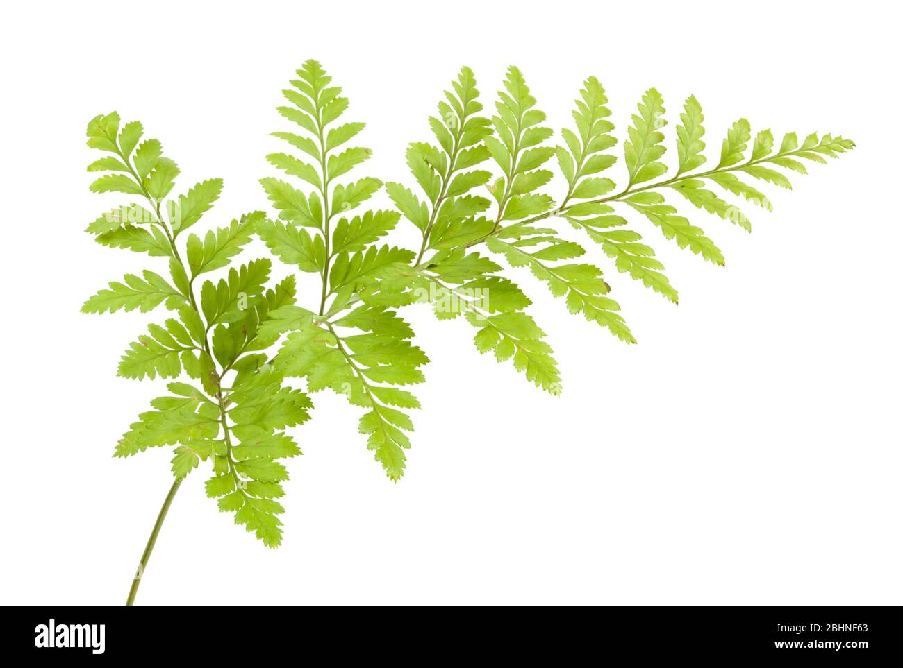 fern isolated on white background Stock Photo - Alamy