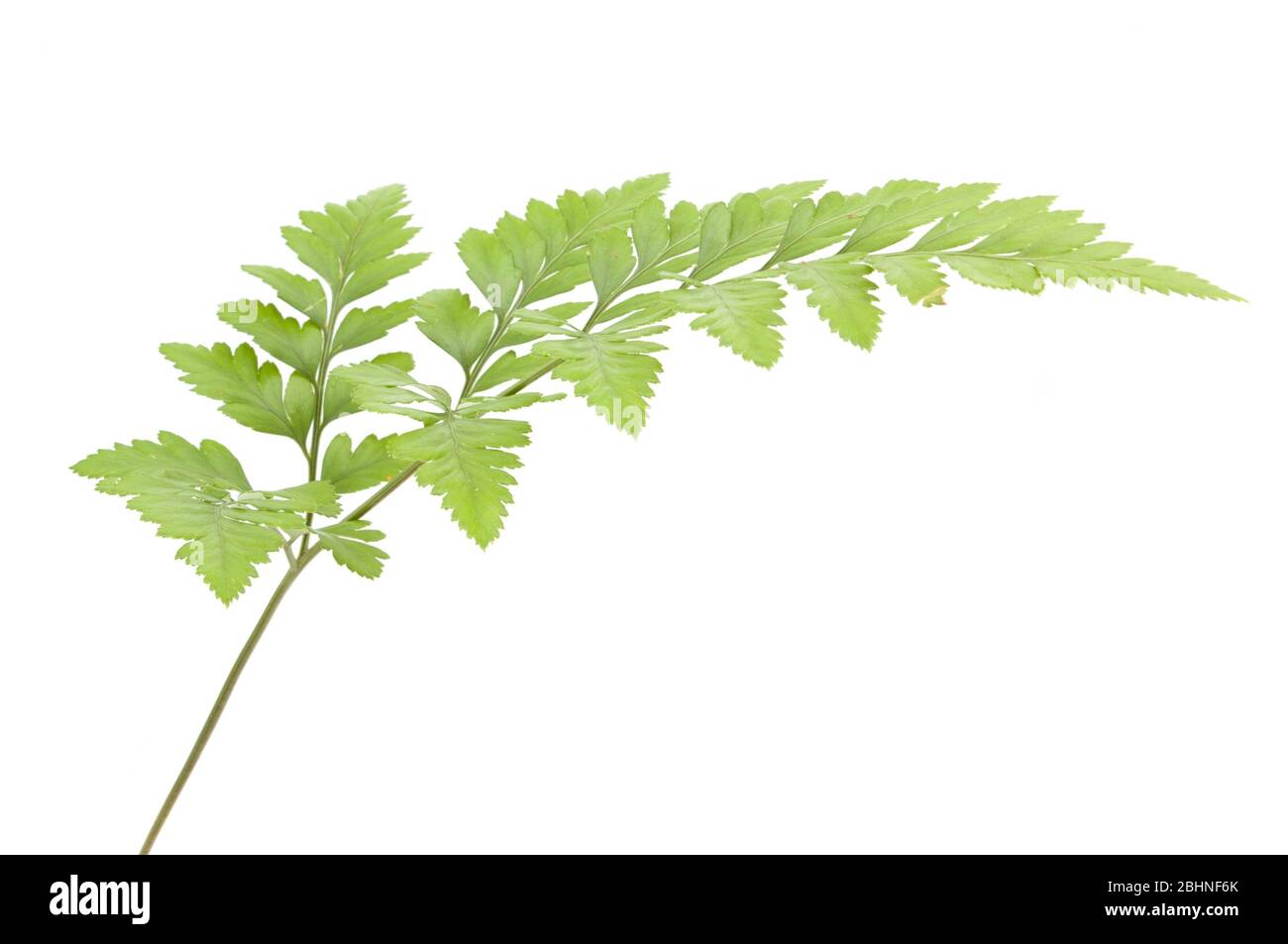 fern isolated on white background Stock Photo - Alamy