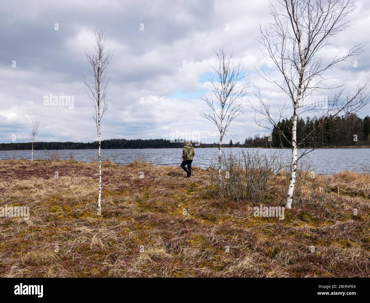 bog landscape in spring, bog texture, bog trees, grass and moss, bog ...