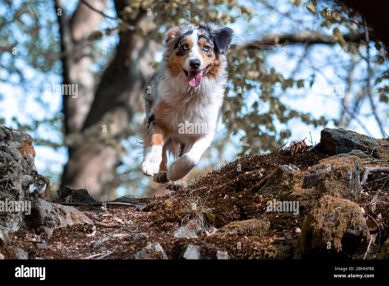 Australian Shepherd dog jumping over rocks Stock Photo - Alamy