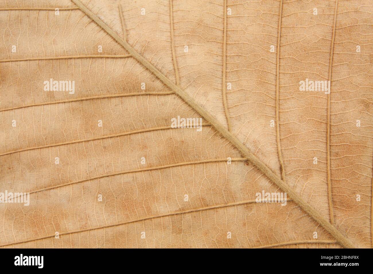 Dry leaf texture for pattern background Stock Photo - Alamy