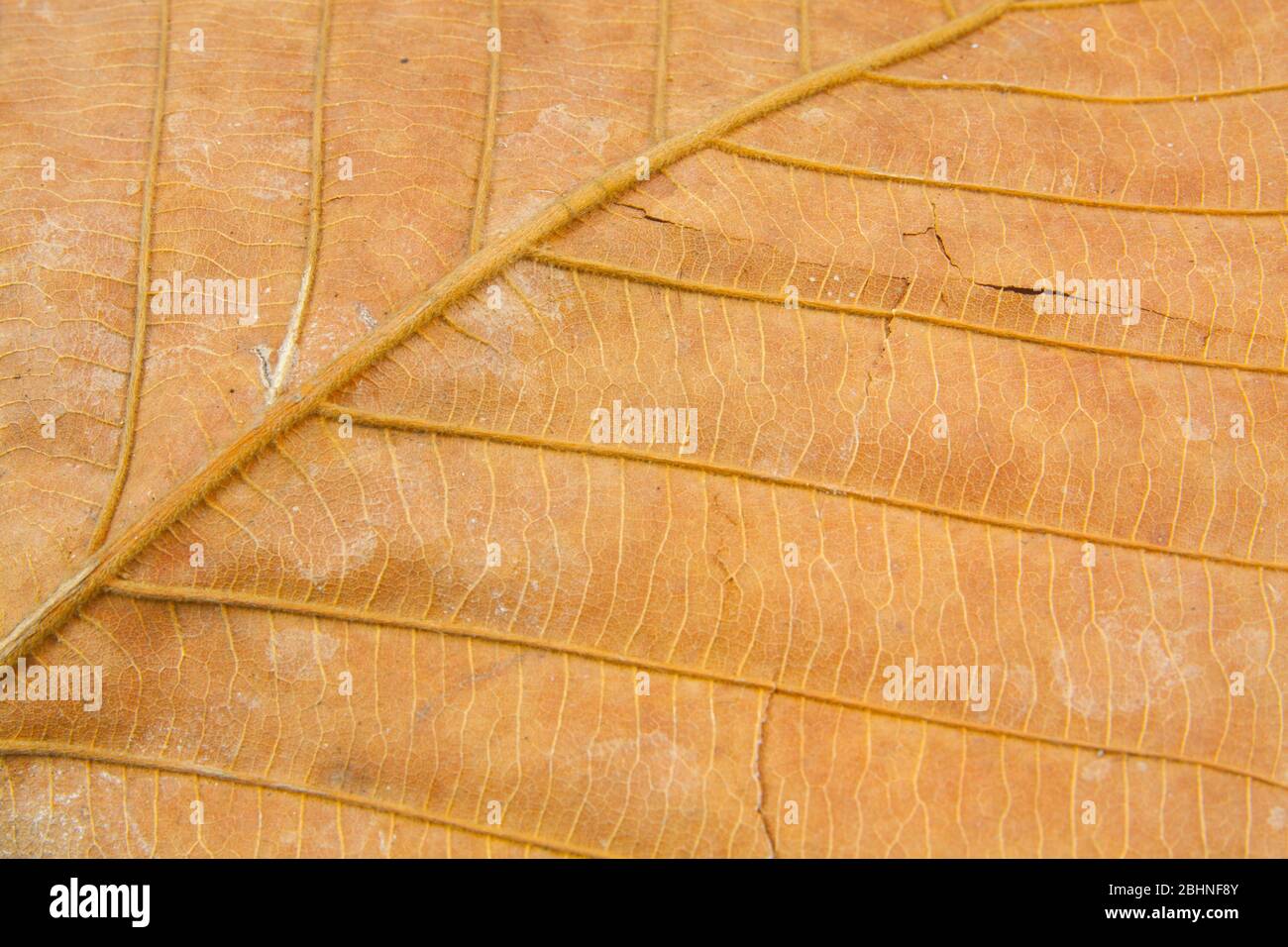 Dry leaf texture for pattern background Stock Photo - Alamy