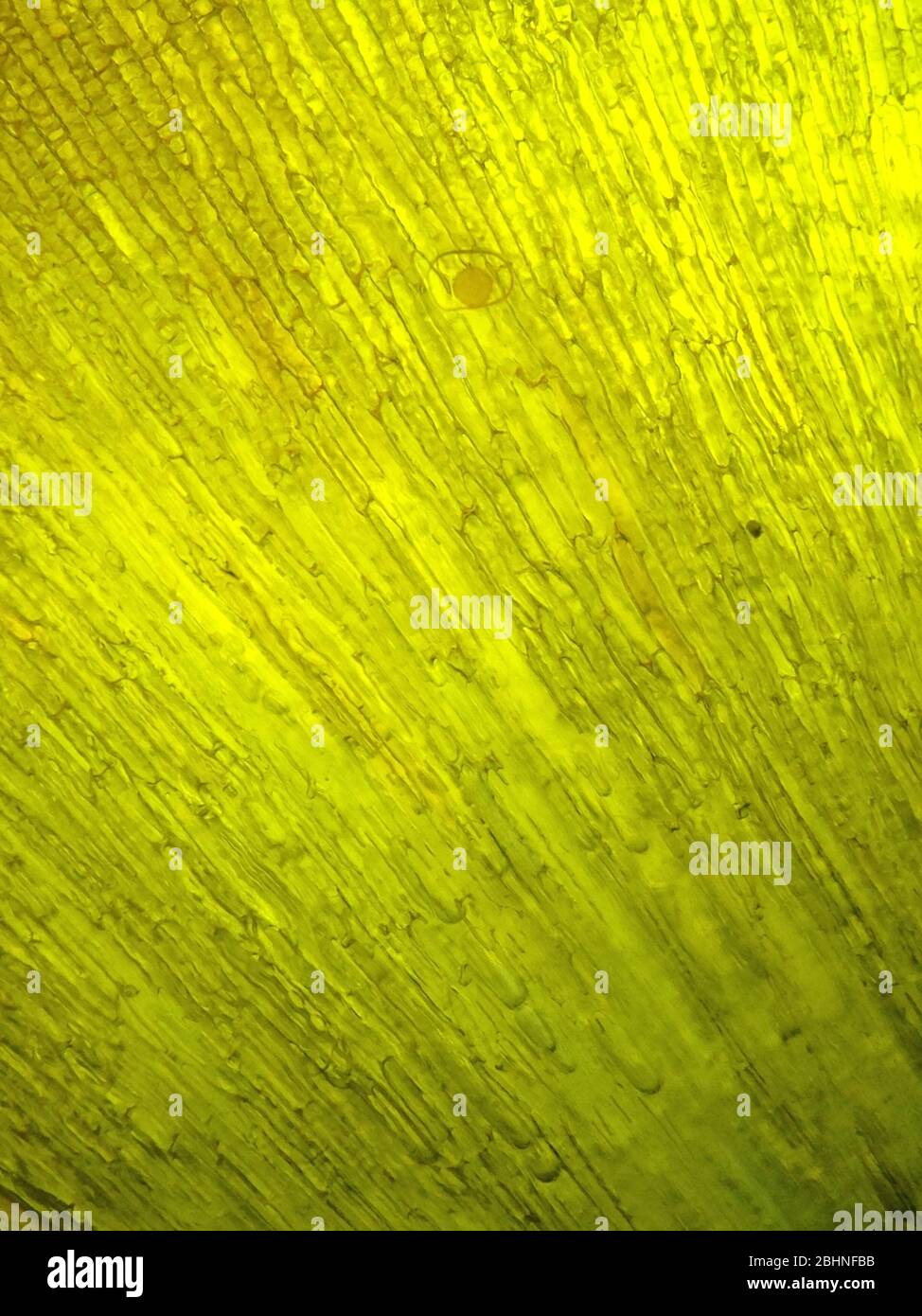 Flower petal microscope hi-res stock photography and images - Alamy