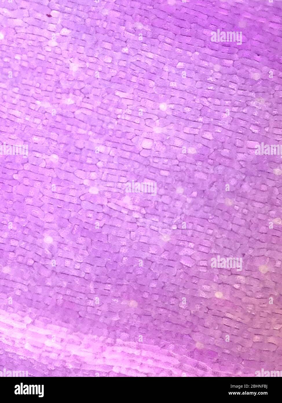Chromoplast Microscope