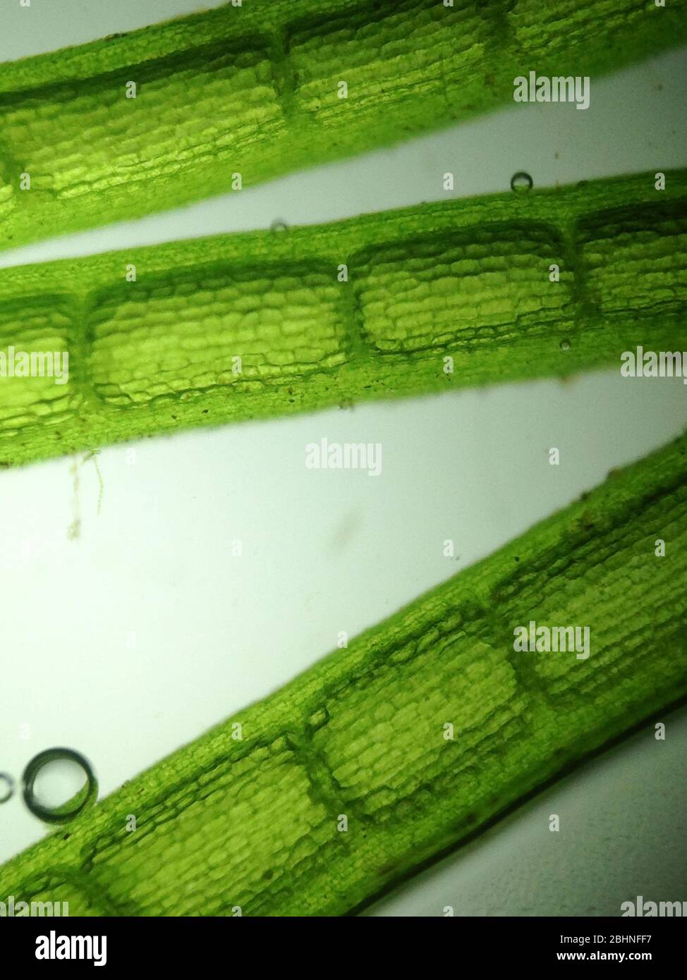 Microorganisms Algae