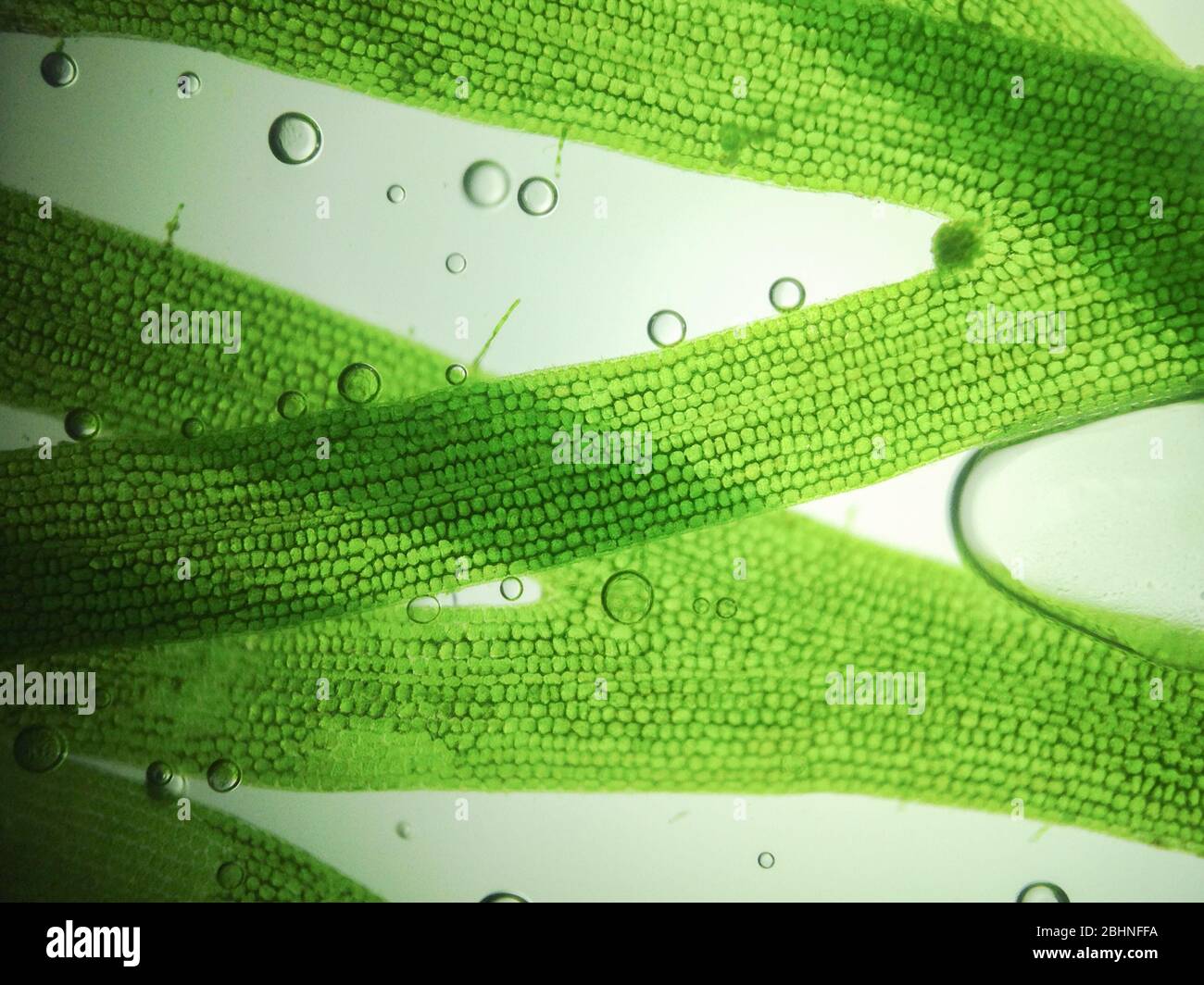 zoom microorganism algae Stock Photo - Alamy