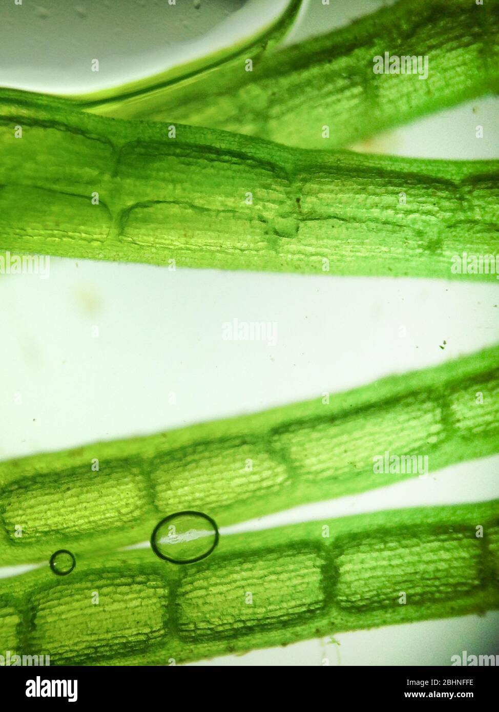 zoom microorganism algae Stock Photo - Alamy