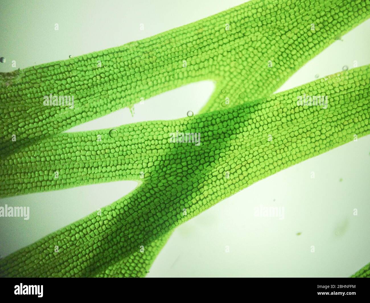 zoom microorganism algae Stock Photo - Alamy