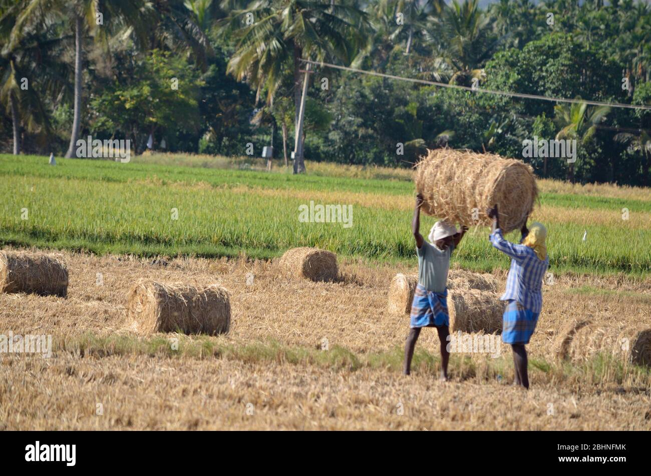 Two Workers works on a farm land country side indian village Stock ...