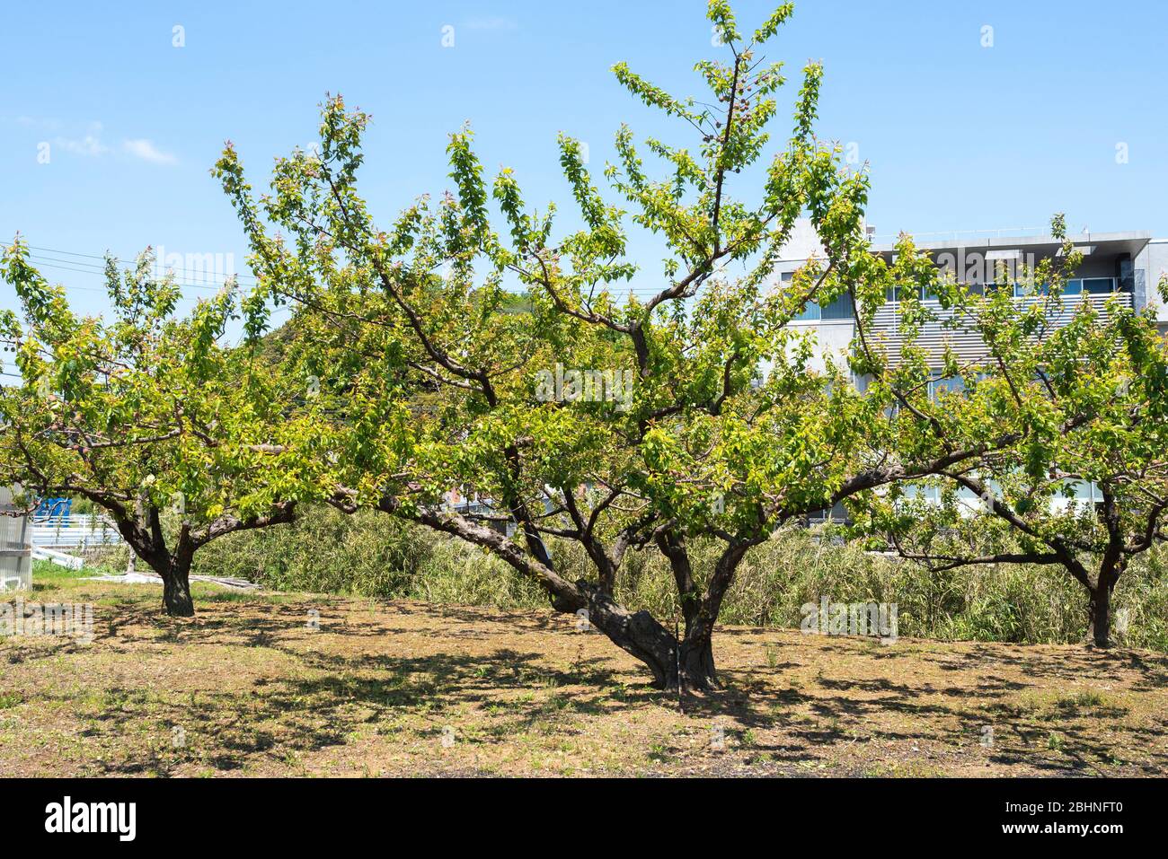 Japanese plum tree hi-res stock photography and images - Alamy