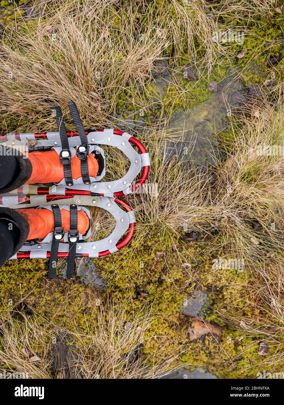 picture with bog background and bog shoes, walk in the bog, bog grass ...