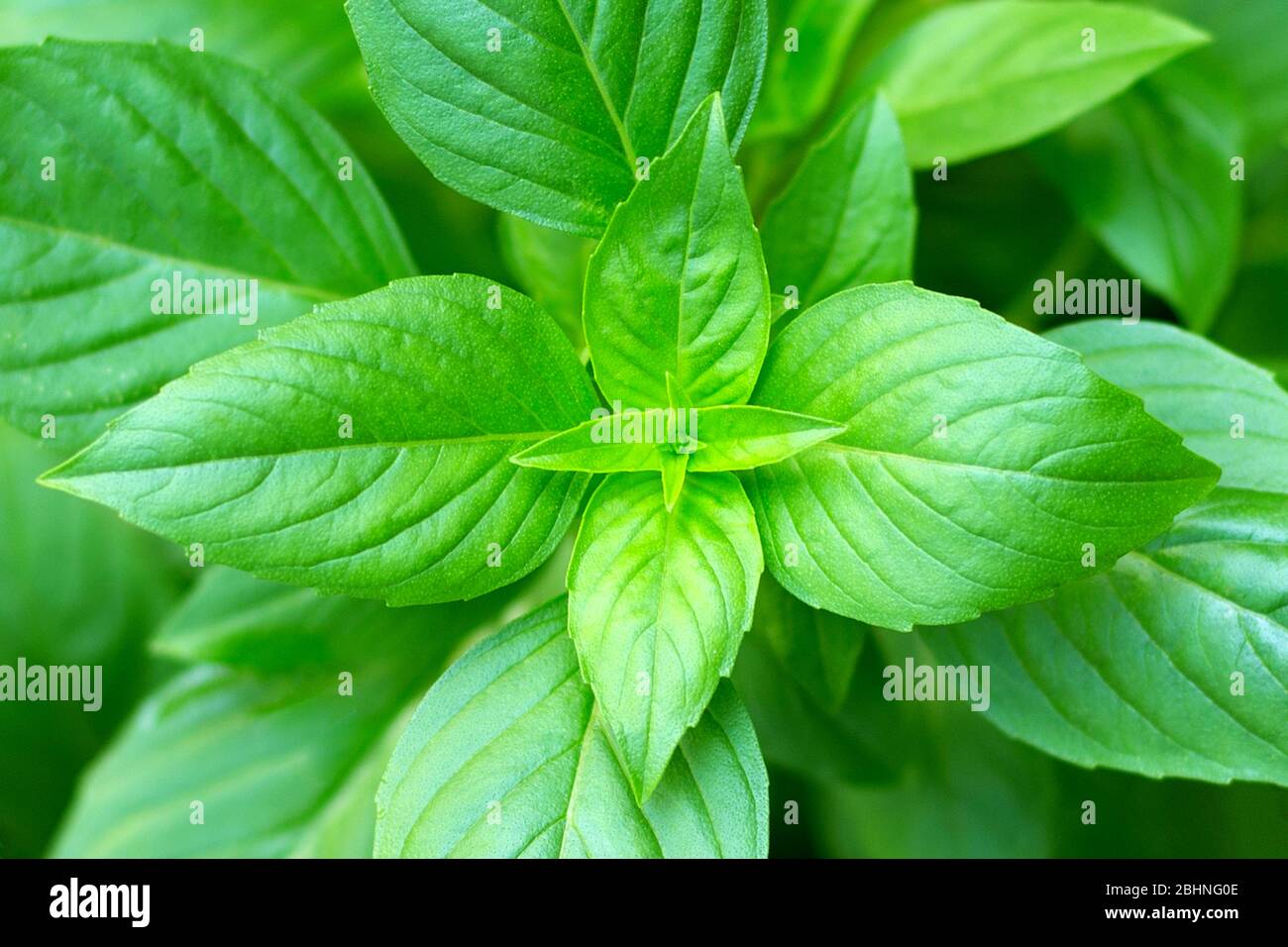 Fresh sweet basil leaves plant. Top view Stock Photo - Alamy