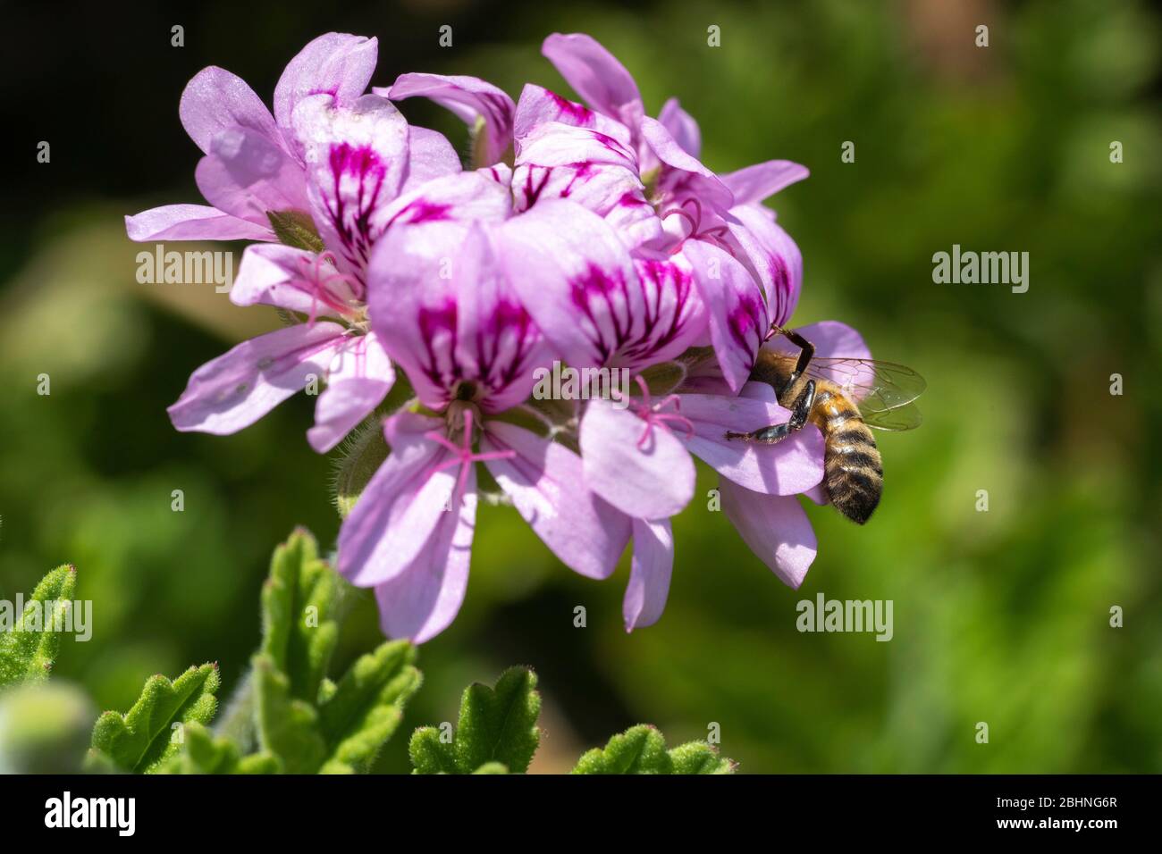 Western honey bee (Apis mellifera) sucking rose geranium (Pelargonium ...