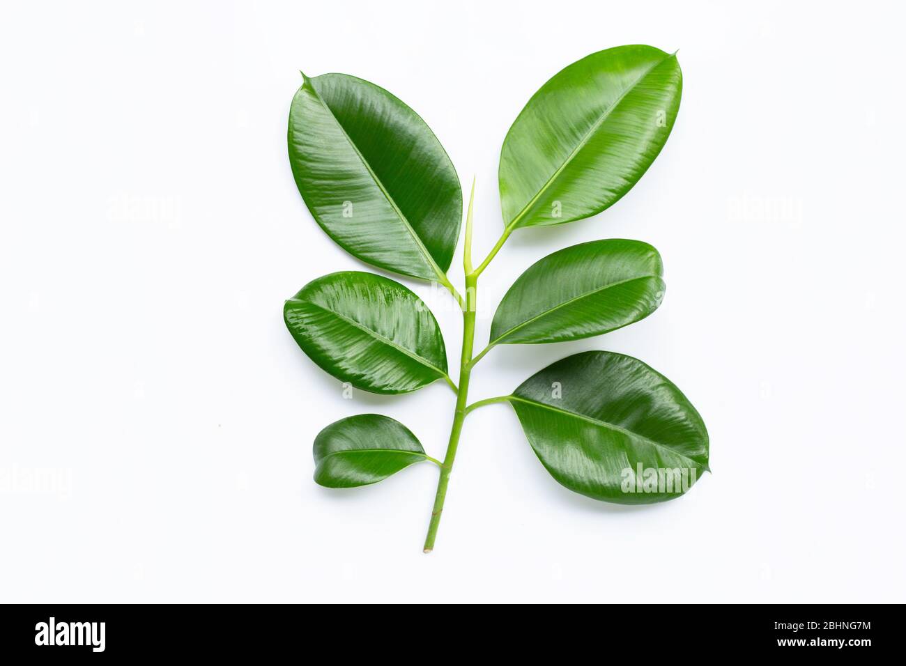 Rubber plant leaves on white background. Top view Stock Photo - Alamy