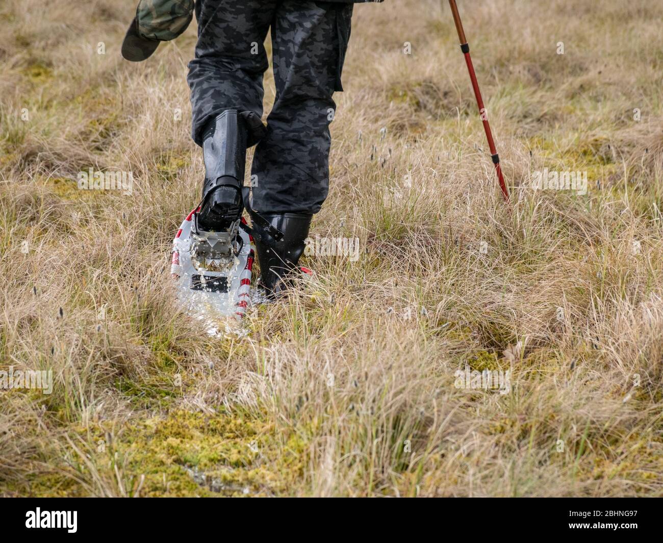 picture with bog background and bog shoes, walk in the bog, bog grass ...