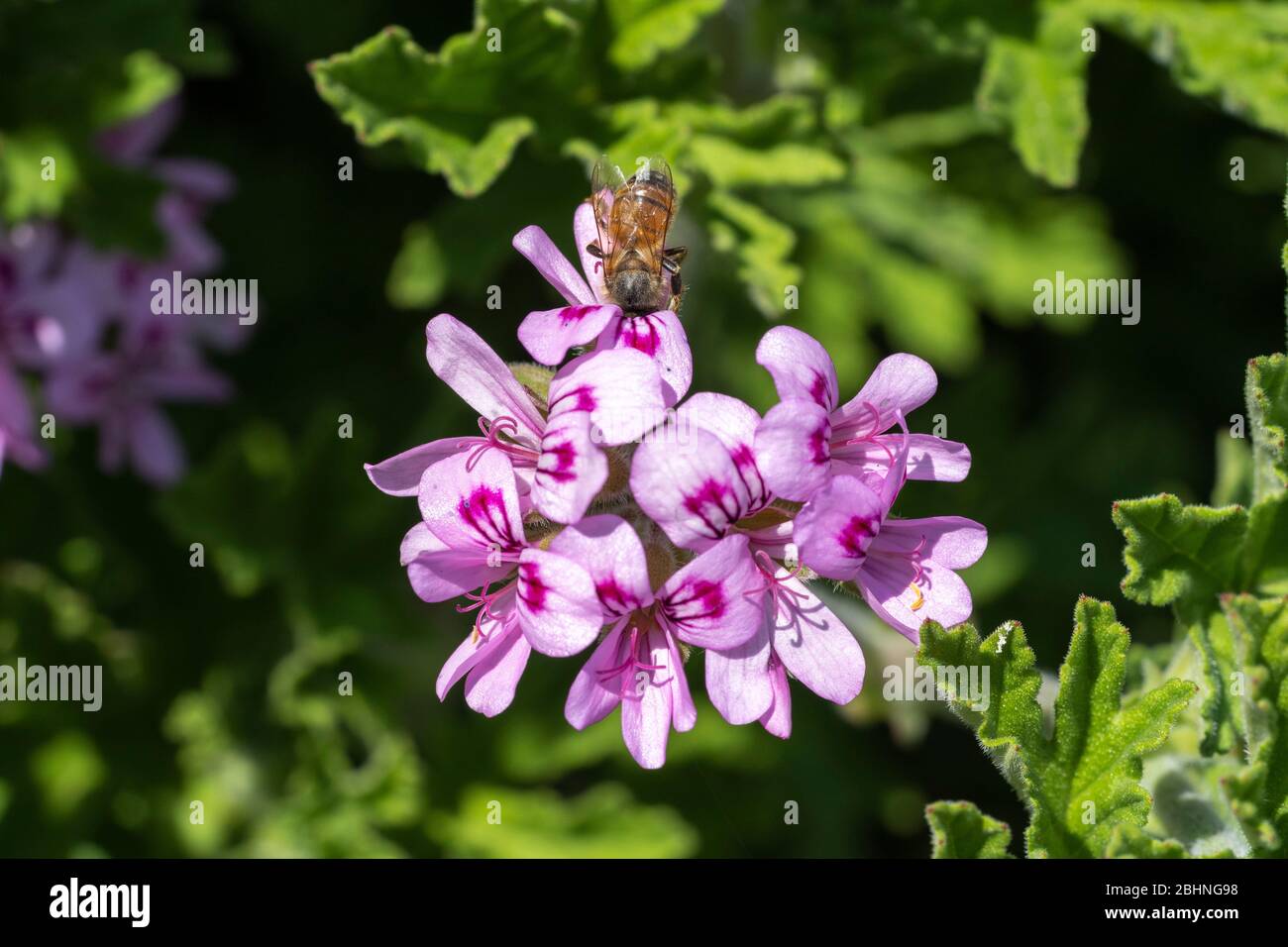 Western honey bee (Apis mellifera) sucking rose geranium (Pelargonium ...